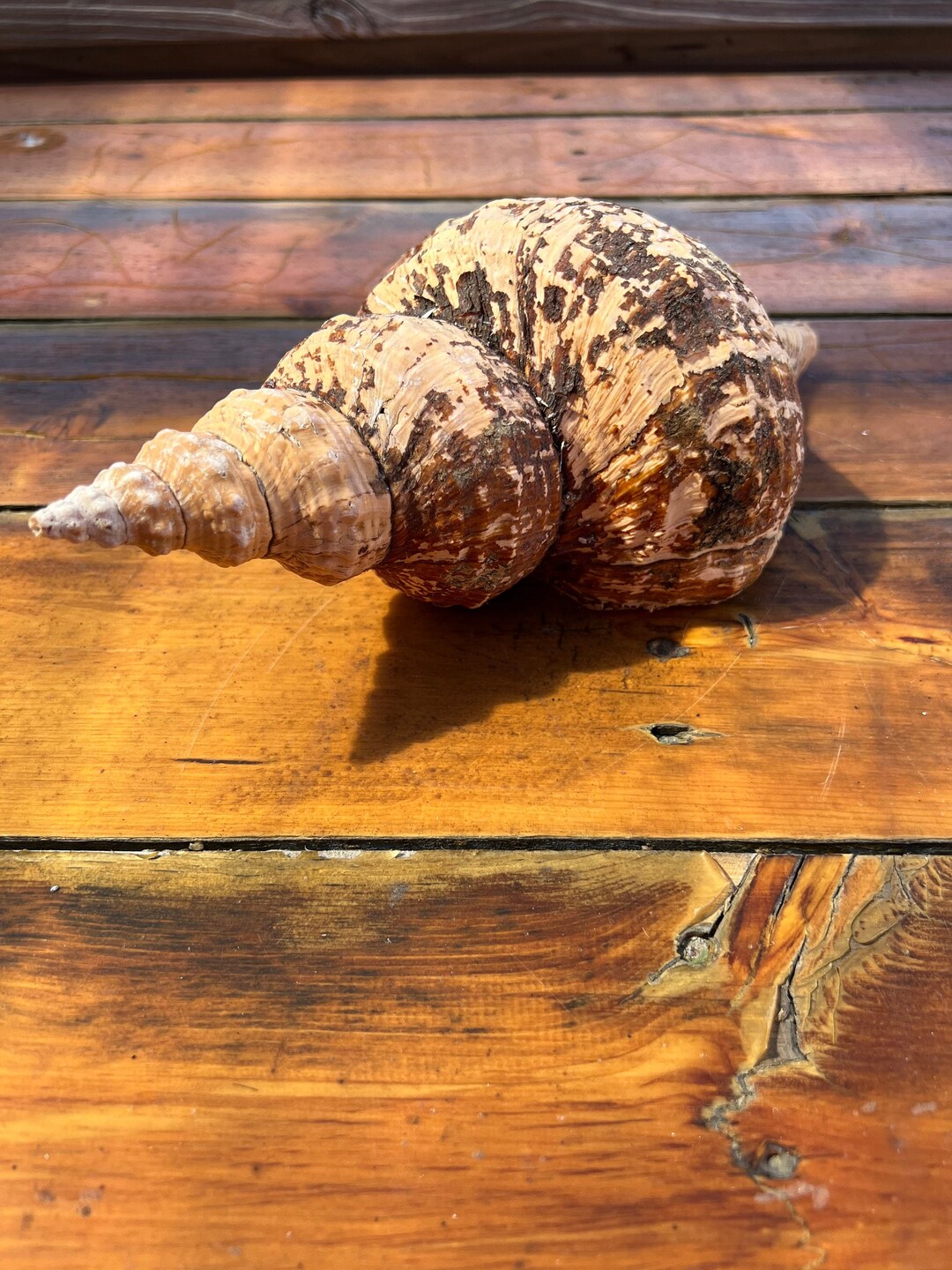 Melanistic Horse Conch Shell 11.5 Collectible Organic Ocean Barnacle ...