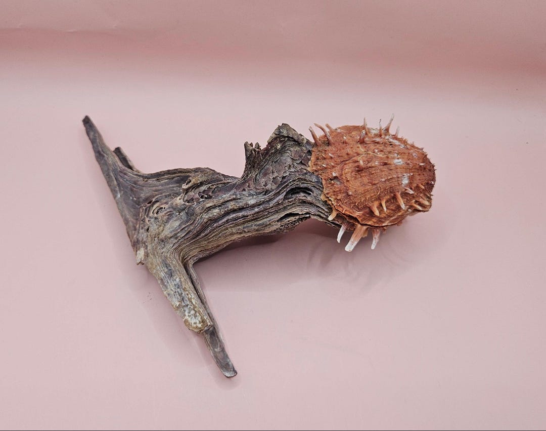 Hammerhead Wing Oyster With Spiny Spondylus Shell – Natural Ocean ...