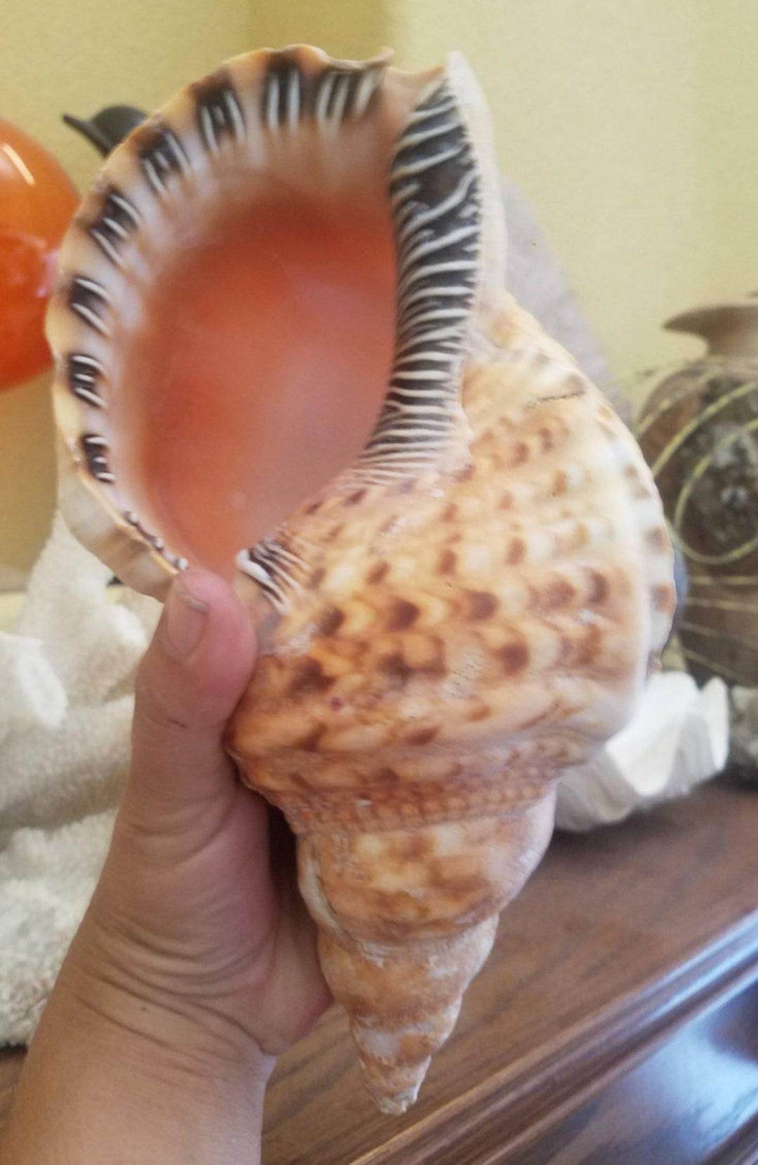 Blonde Caribbean Triton Conch Shell Tan White Markings Spiral Top ...
