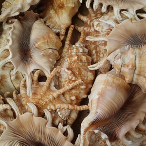Millipede Spider Conch Shell Lambis Millepeda Spike Legs Pointed Spines ...