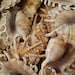 Millipede Spider Conch Shell Lambis Millepeda Spike Legs Pointed Spines ...