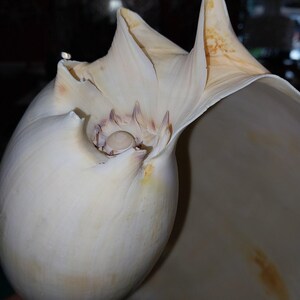 Extra Large Umbilicate Baler Melo Shell 13'" Exact Shown - Etsy