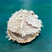 Spondylus Shell Pair Exact Shell Shown - Etsy