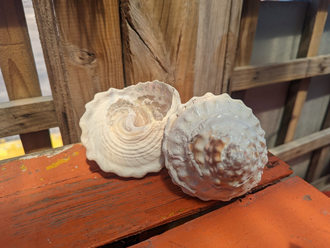 Raw Unpolished Astraea Undosa Large Wavy Top Turban Shell Seashell ...