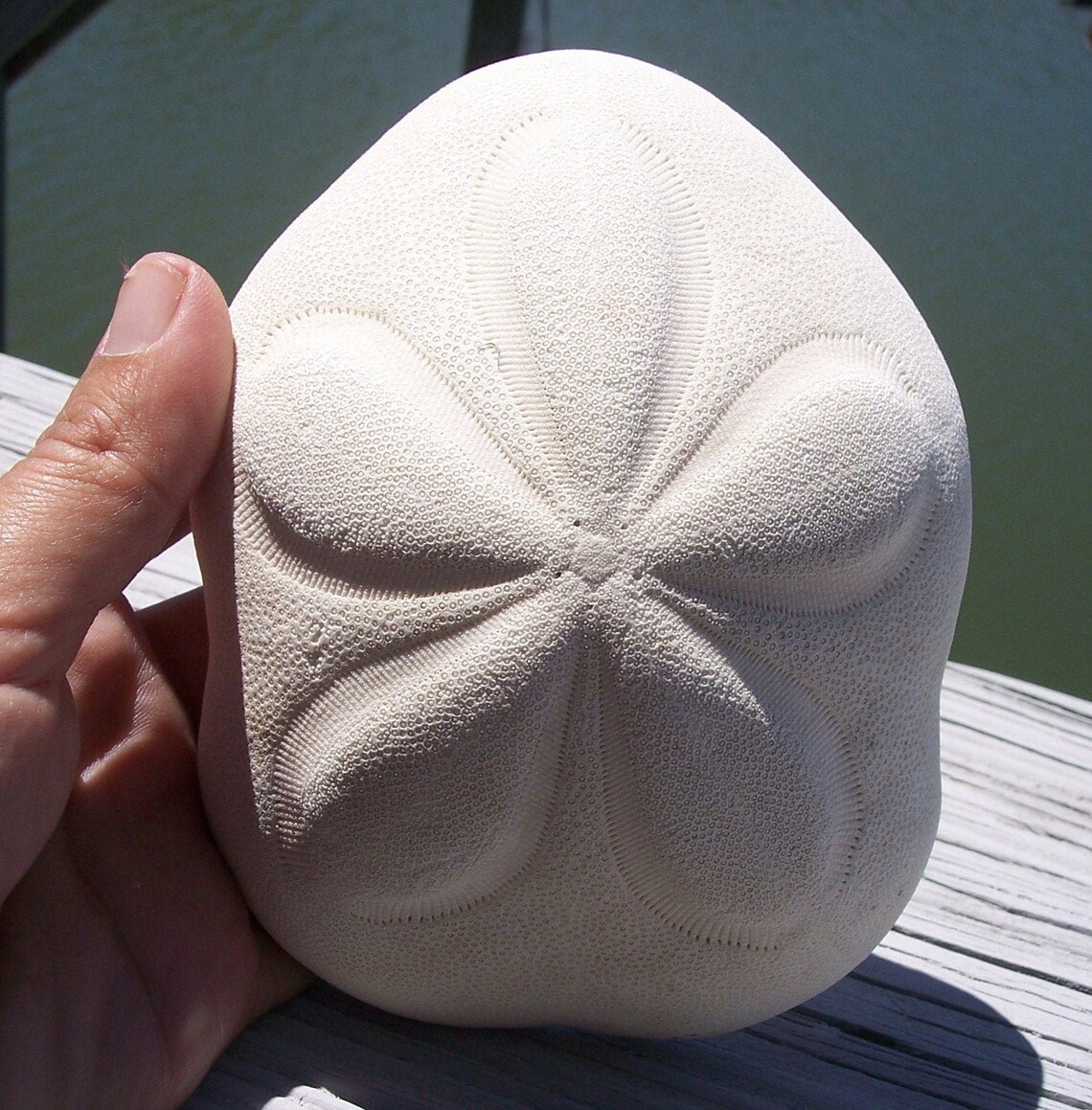 Large Natural Sea Biscuit Chunky Puffer Sand Dollar Star - Etsy