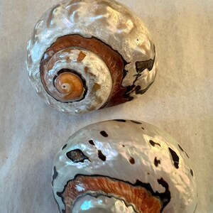 African Turbo Shells- 4 Sizes (turbo Sarmaticus) - Etsy