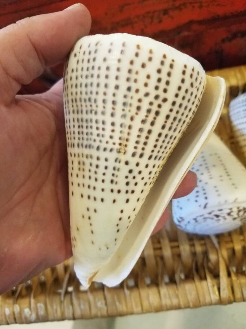 Large Lettered Cone Shells Letter Litteratus Conus Seashells - Etsy