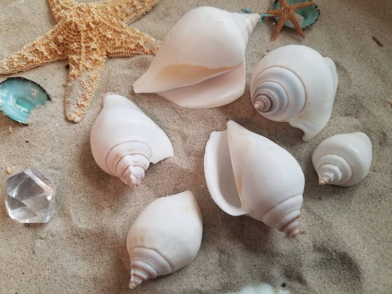 Canarium Strombus Dog Conch Canary Shell Tan White Spiral Arts | Etsy