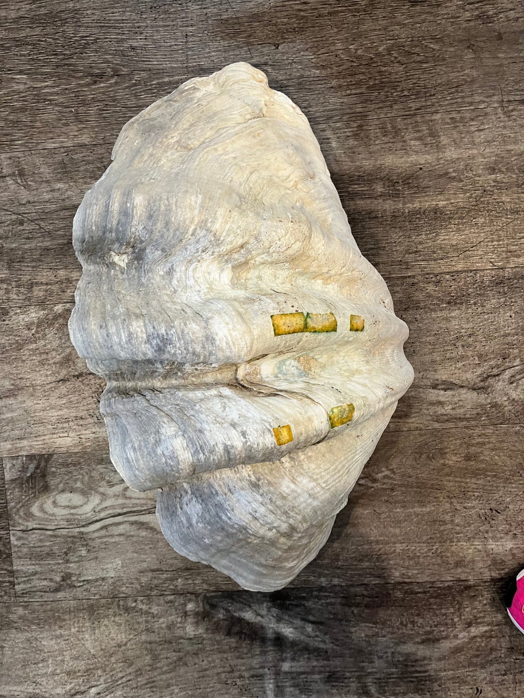 22 Large Tridacna Gigas Clam Shell Half - Etsy