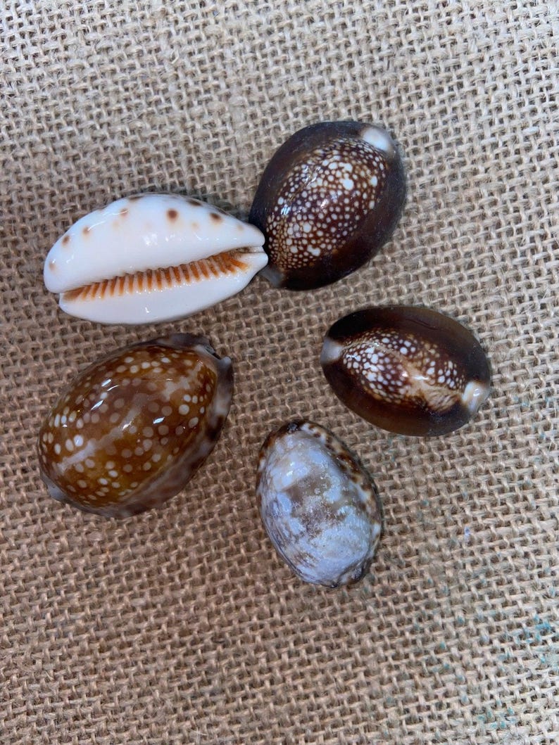 Snakehead Serpents Head Cowrie Shells Cyprea (monetaria Caputserpentis ...