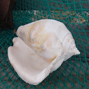 Titanostrombus Galeatus Eastern Pacific Giant Conch Shell - Etsy