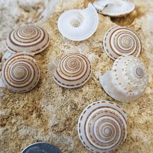 Sundial Shell - ARCHITECTONICA PERSPECTIVA - Etsy