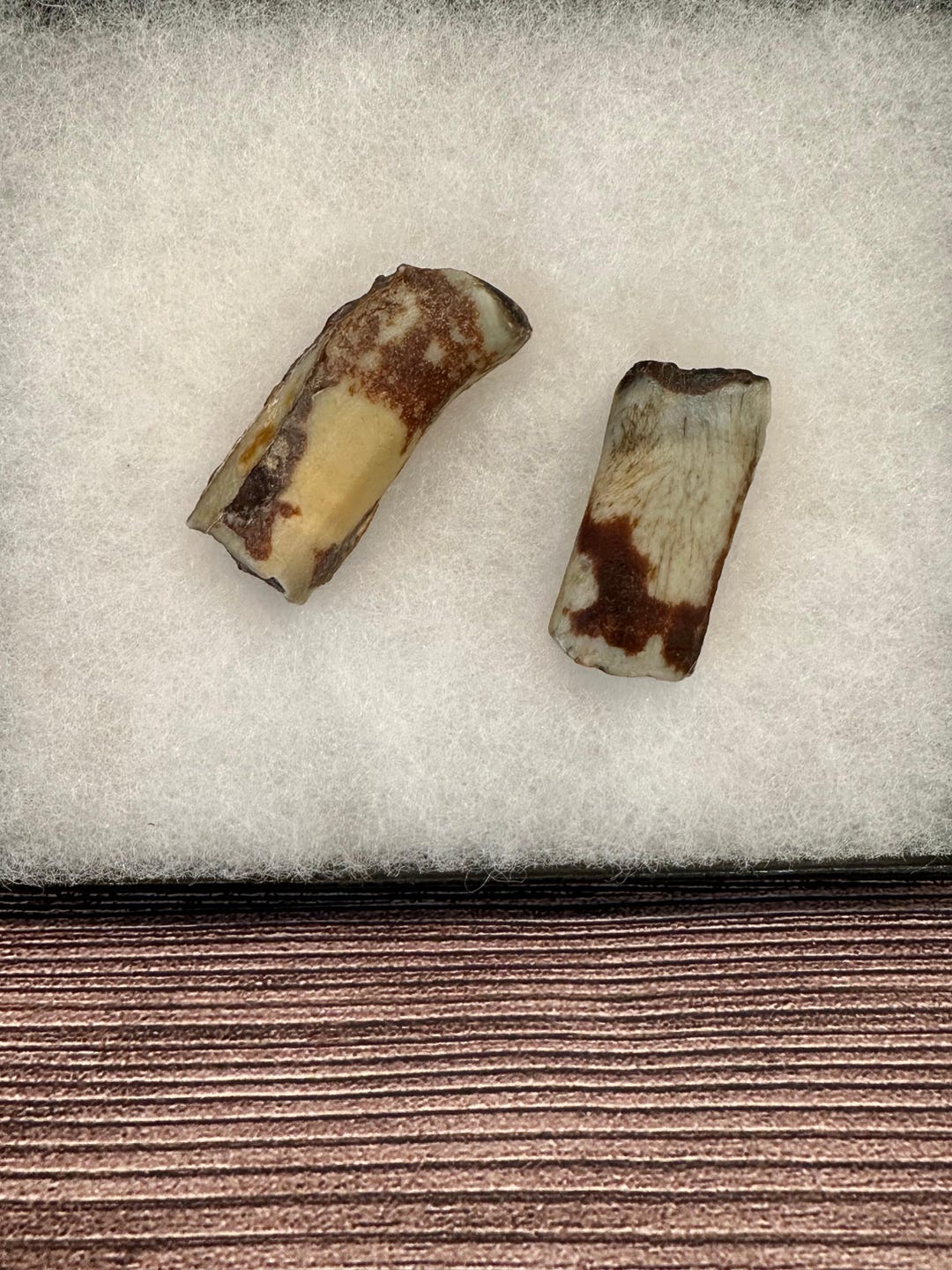 Port Aransas Giant Ground Sloth Tooth Fossils - Etsy