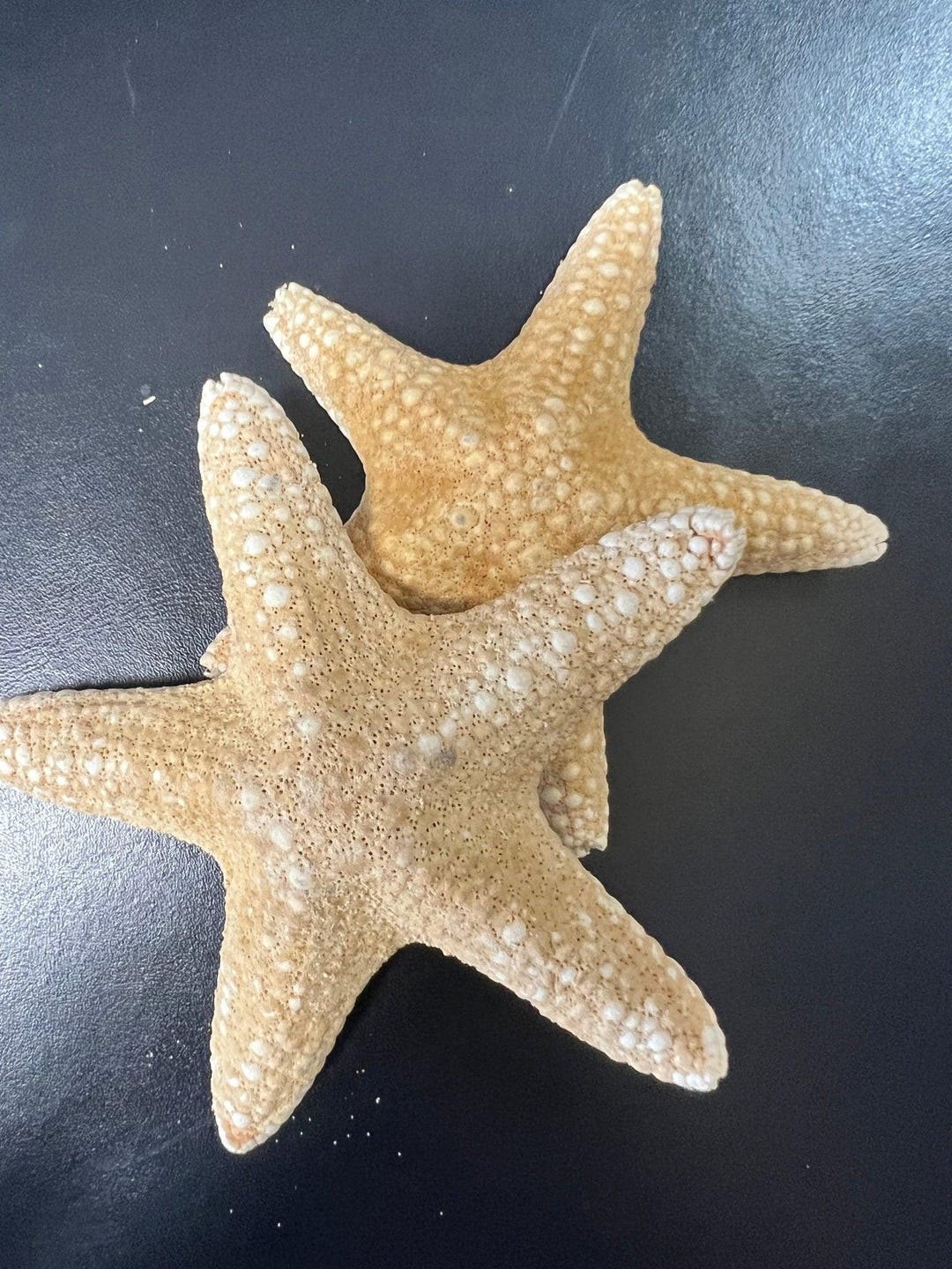 Mud Starfish - Etsy