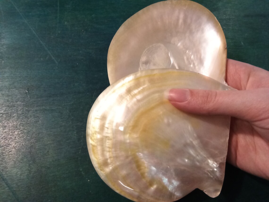 Gold Lip Mother of Pearl Oyster Shell Ocean Decor Shells DIY - Etsy