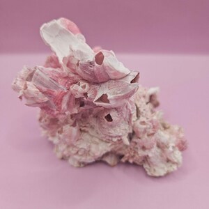 Barnacle With Yellow Jewel Box Shell – Gulf of Mexico (4.6"x3") - Etsy