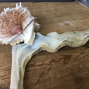Hammer Wing Oyster Spondylus Clam Shell Spike Natural Mollusc Mollusk ...