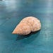 Giant Philippines Crowned Baler Melon Shell - 10" Natural Coastal Decor ...