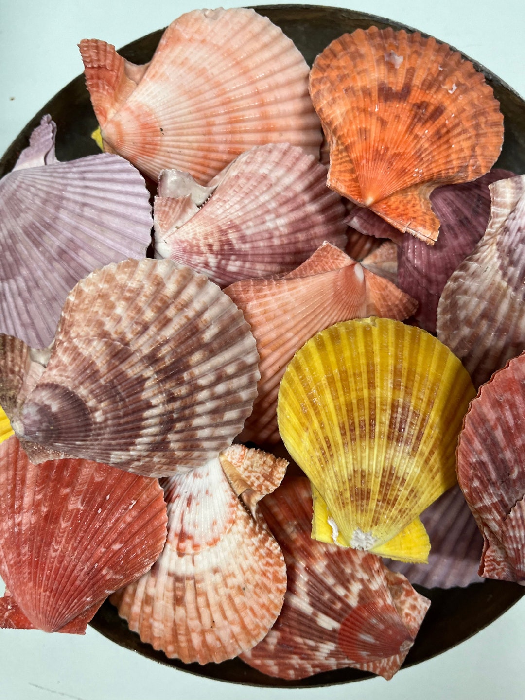 Pectin Nobilis Pairs Scallop Shell - Etsy