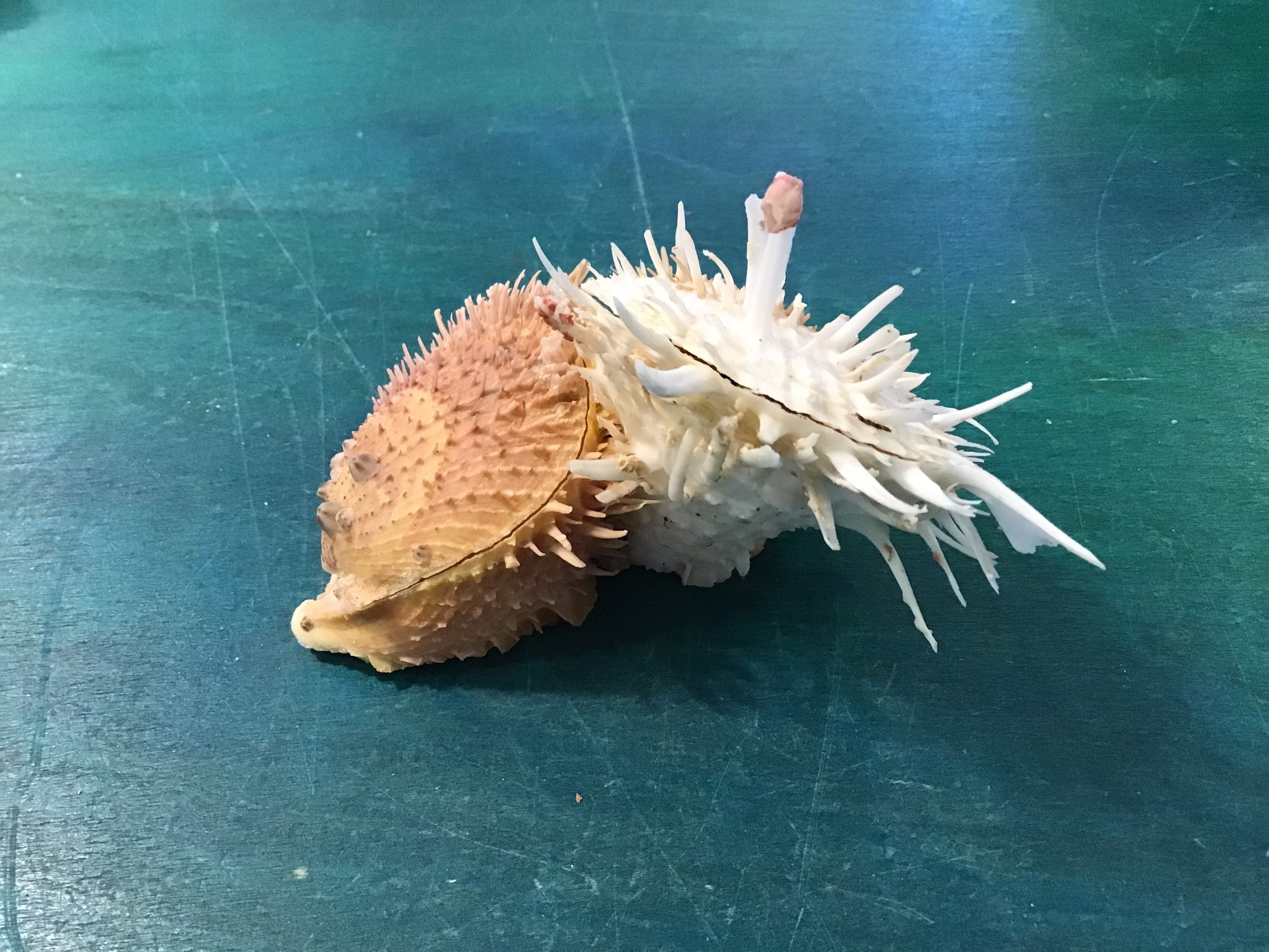 Vintage organic Spondylus cluster Seashell Shell Sea Rare Collector ...