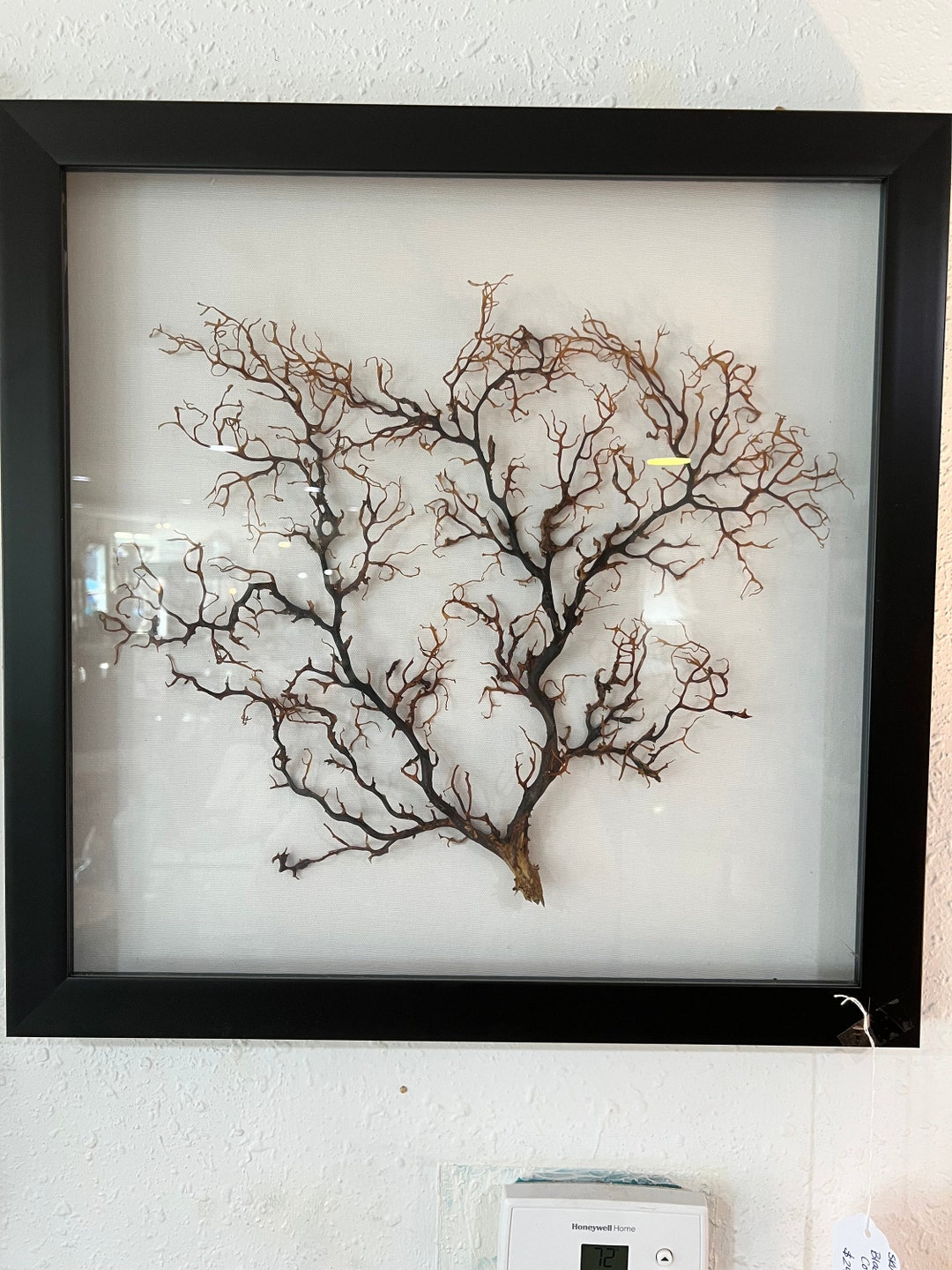 Framed Black Sea Fan Coral Shadowbox Coastal Beach Ocean Decor ...