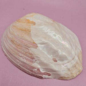 Natural Pink Clam Shell Coastal Decor, Beach-themed Display Piece - Etsy