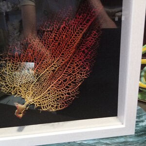 Coastal Shadow Box Sea Fan Coral Beach Shells Framed Beach Red Orange ...