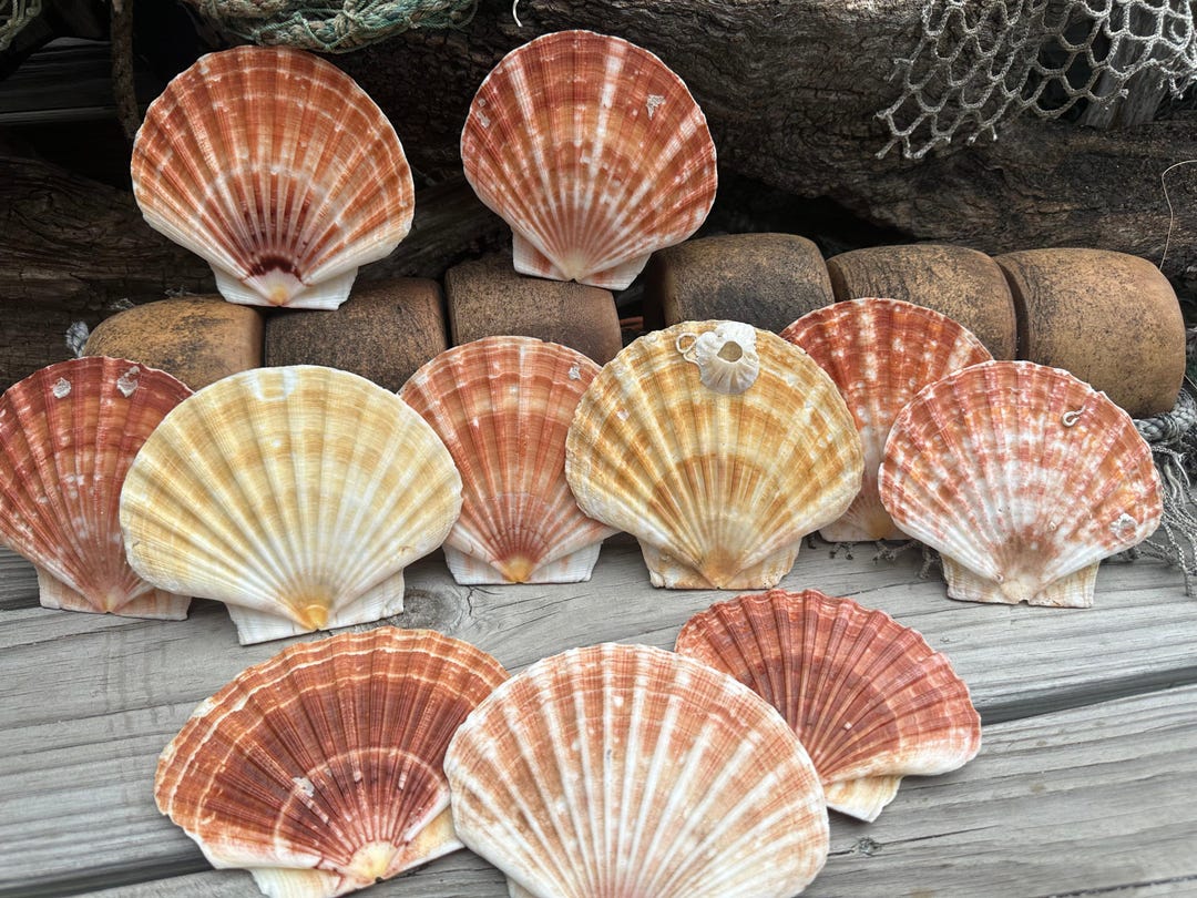 Beautiful Irish Flat Scallop Shells - Etsy