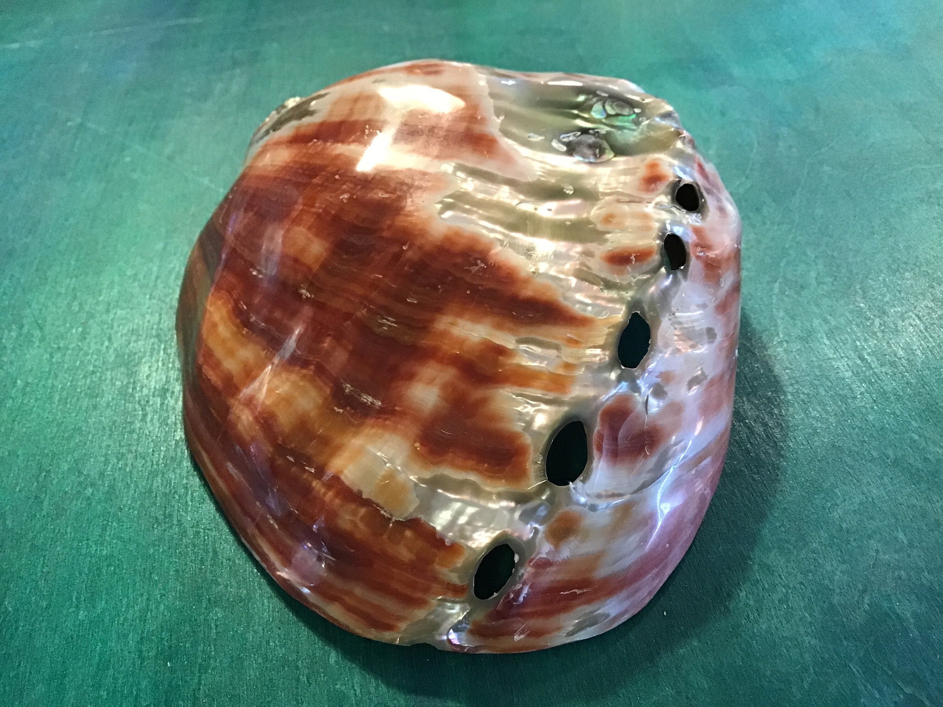 Red Abalone Shell