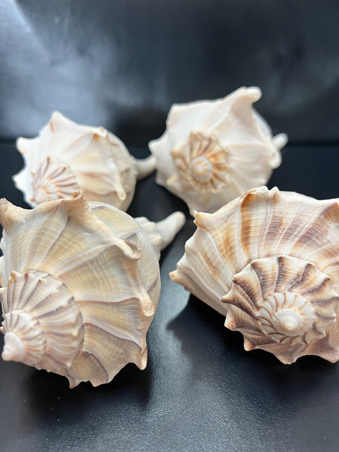 Lightning Whelk 5-6 Shells Left Handed Sinistral Seashells State of ...