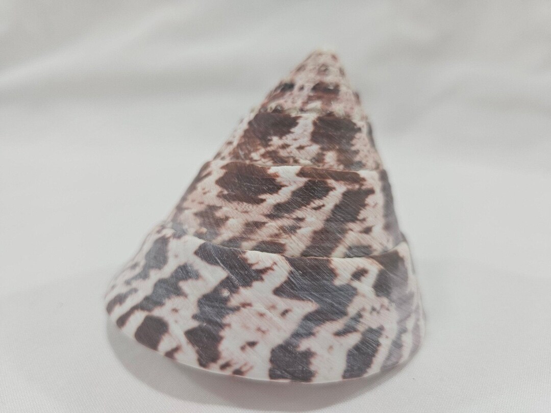 3" Trochus Niloticus Shells - Natural Pearlescent Top Shells for Decor ...