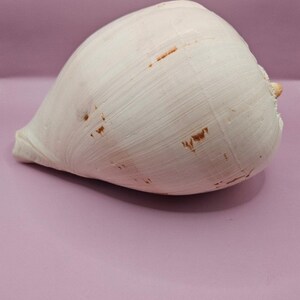 Giant Philippines Crowned Baler Melon Shell - 10" Natural Coastal Decor ...