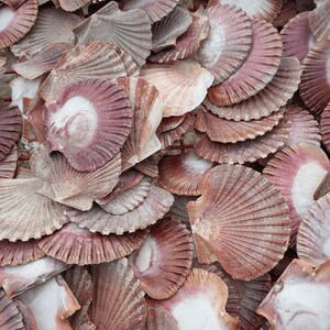 Raw Mexican Flat Scallop Shells - Etsy