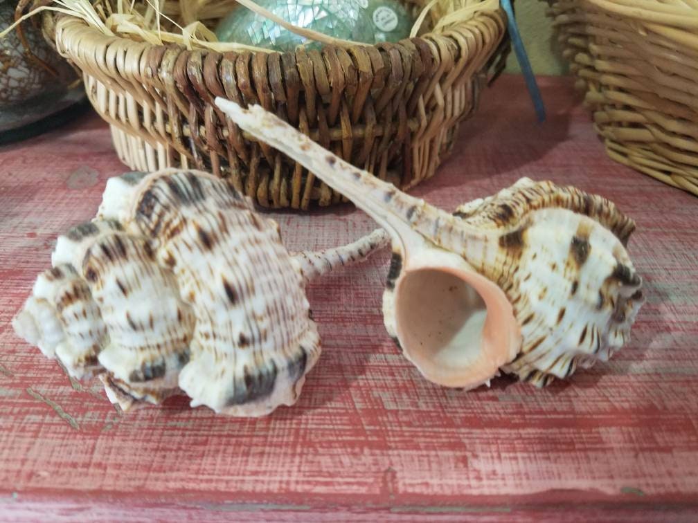 Natural Large Murex Ramosus Conch Spiky Shell Collection White Tan Pink ...