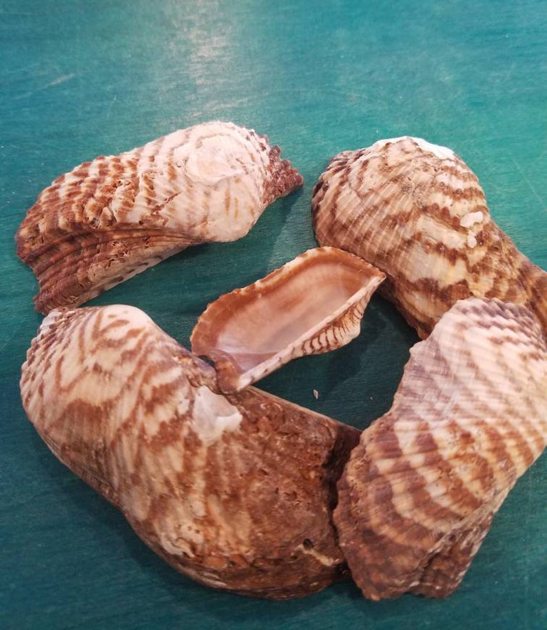 Brown Turkey Wing Seashells Ark Shells Arca Zebra Coastal - Etsy