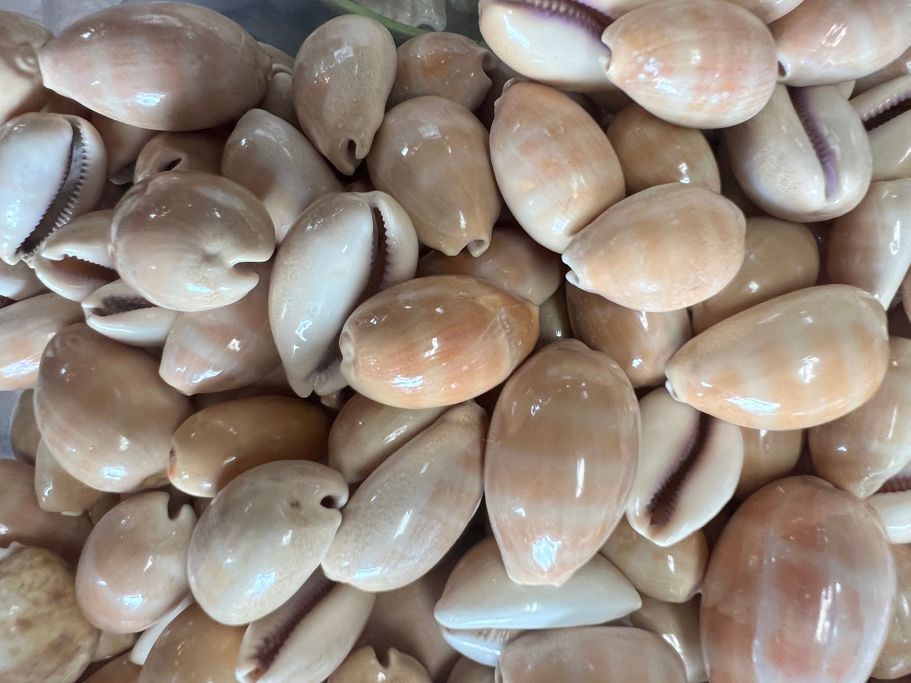 Carnelian Cowrie 1-2 Cowry Shells Seashells Cream Ivory - Etsy