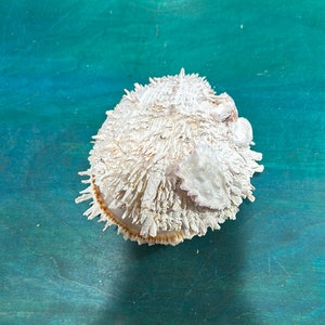 Spondylus Shell Pair Exact Shell Shown - Etsy