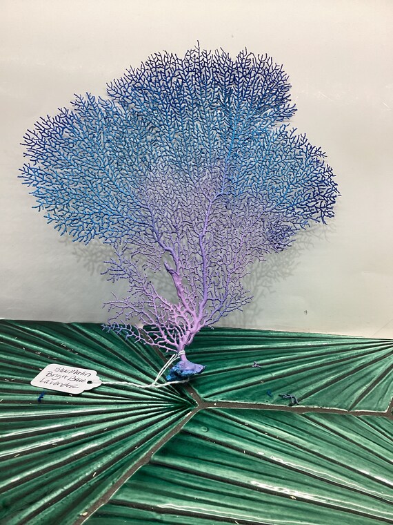 Diy Sea Fan Art