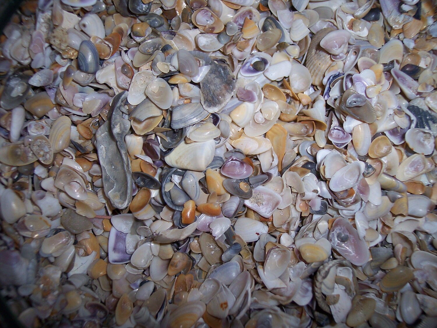 Shell Bits & Pieces Shards Beach Sand Tiny Little Shells for - Etsy