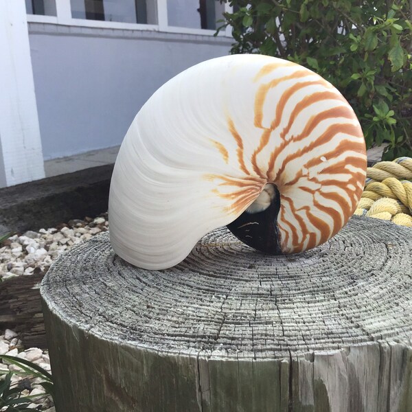 Chambered Nautilus - Etsy
