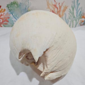 Extra Large Umbilicate Baler Melon Shell 12.5" - Etsy