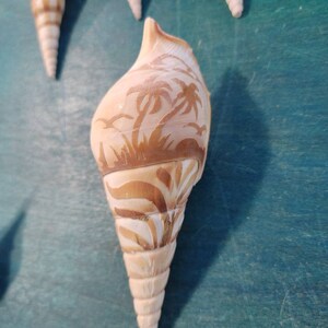 Beach Carved Tibia Shells Jewelry Shadowbox Frames Mirrors Long Pointed ...