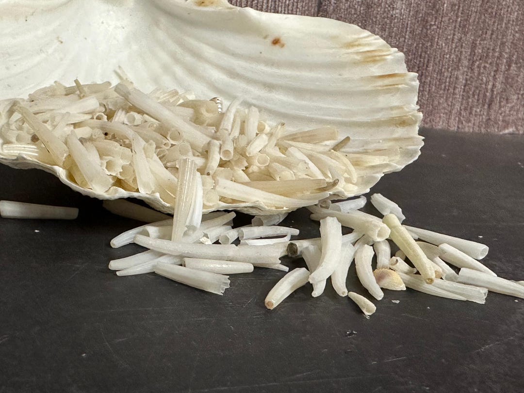 Tusk Shells- Dentalium/ White or Dyed Colorful - Etsy
