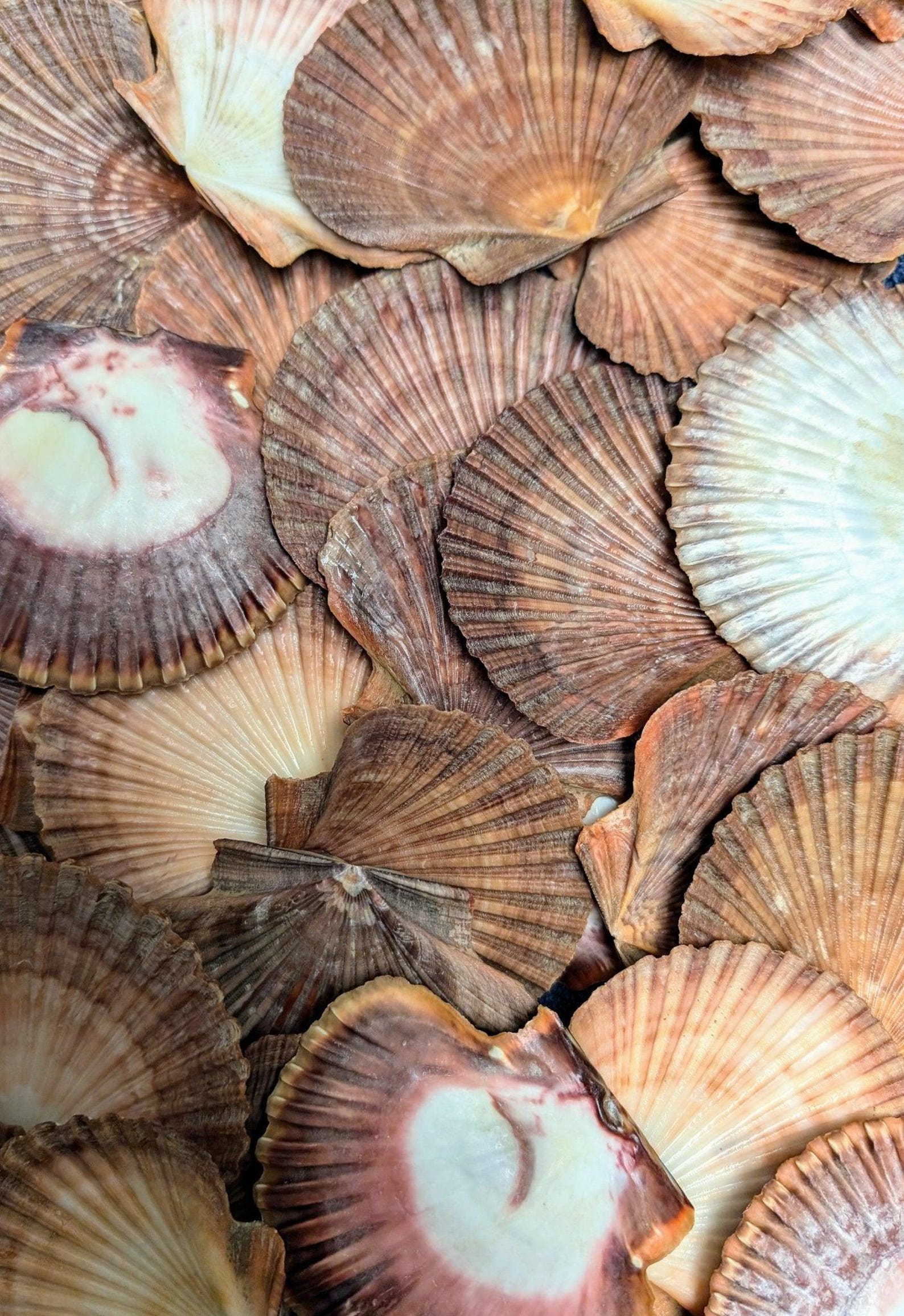 Mexican Flat Scallop Shells - Etsy