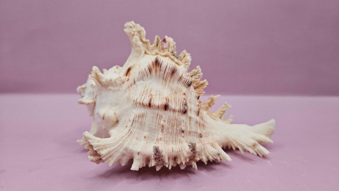 Murex Ramosus Conch – Small Spiny Seashell for Coastal & Nautical Decor ...
