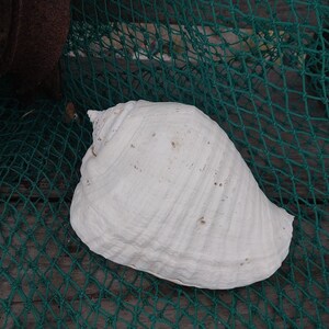 Titanostrombus Galeatus Eastern Pacific Giant Conch Shell - Etsy