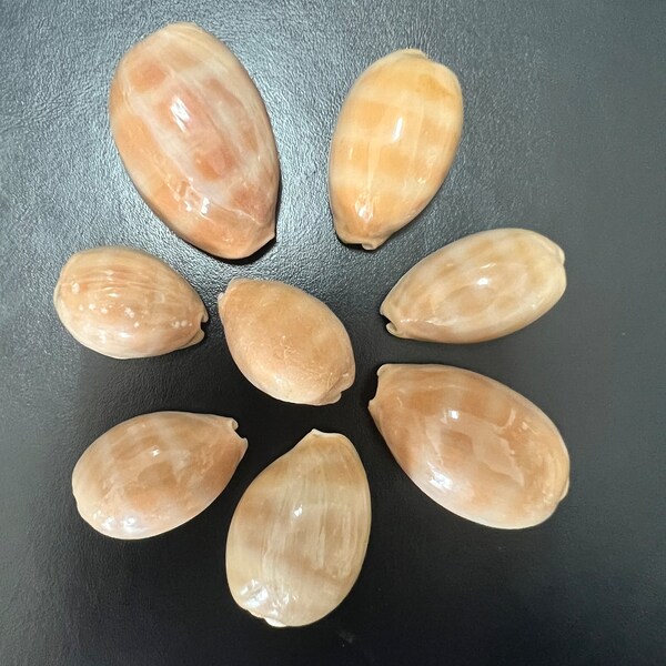Purple Cowrie - Etsy