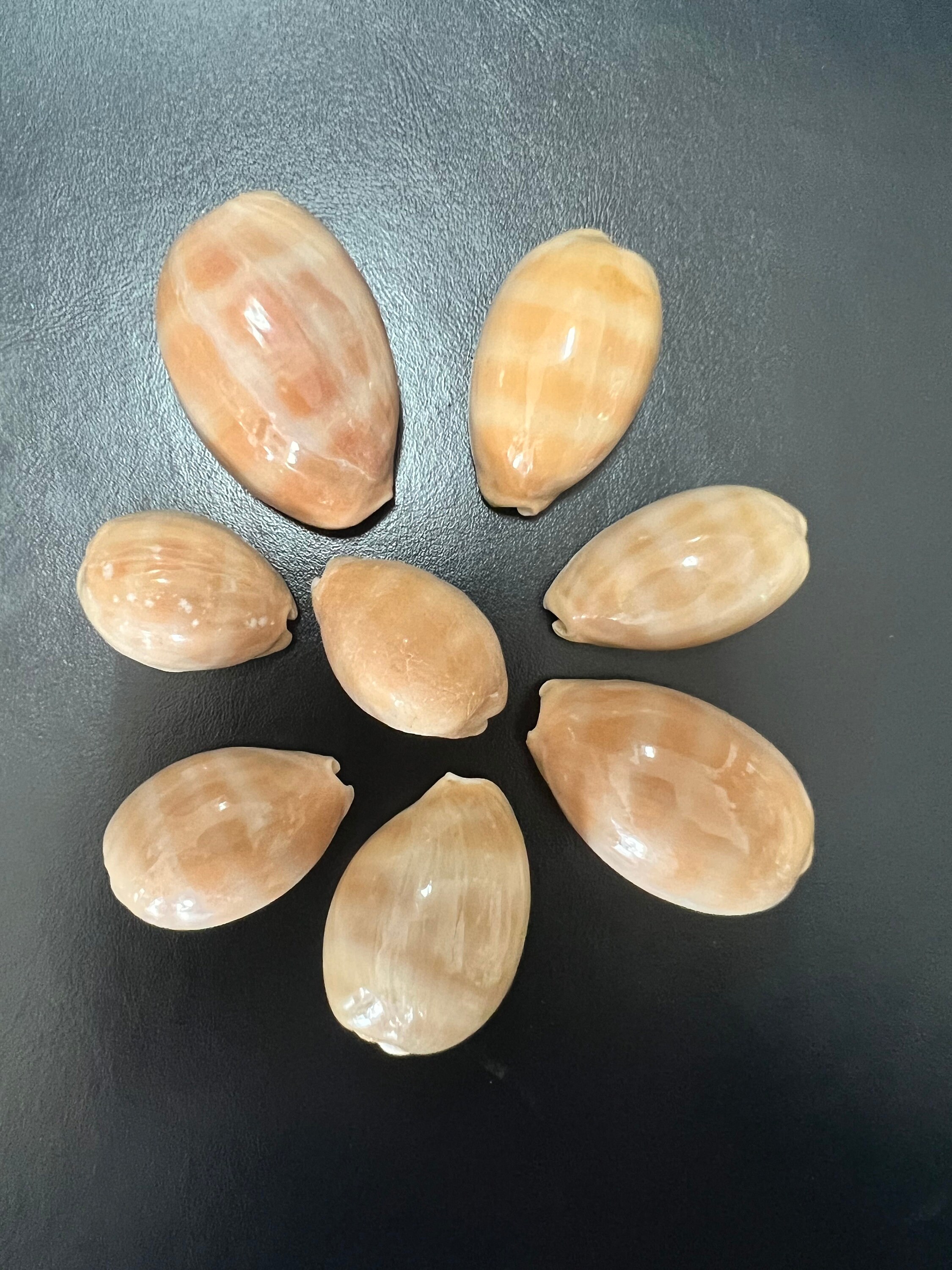 Carnelian Cowrie 1-2 Cowry Shells Seashells Cream Ivory - Etsy