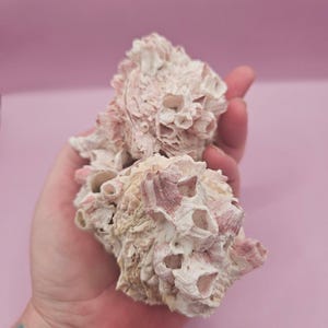 Barnacle With Yellow Jewel Box Shell – Gulf of Mexico (4.6"x3.2") - Etsy