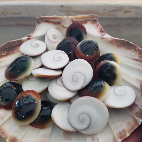 Operculum Shell - Etsy